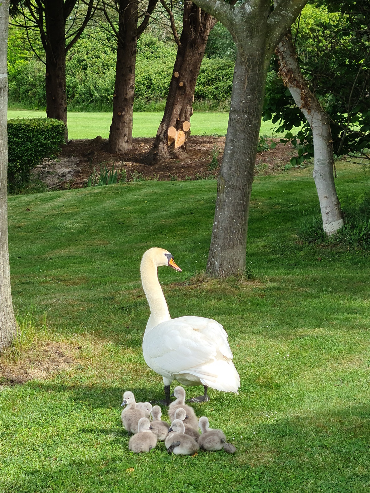 Cottenham Park -.Residential Park Homes for sale in Cambridgeshire